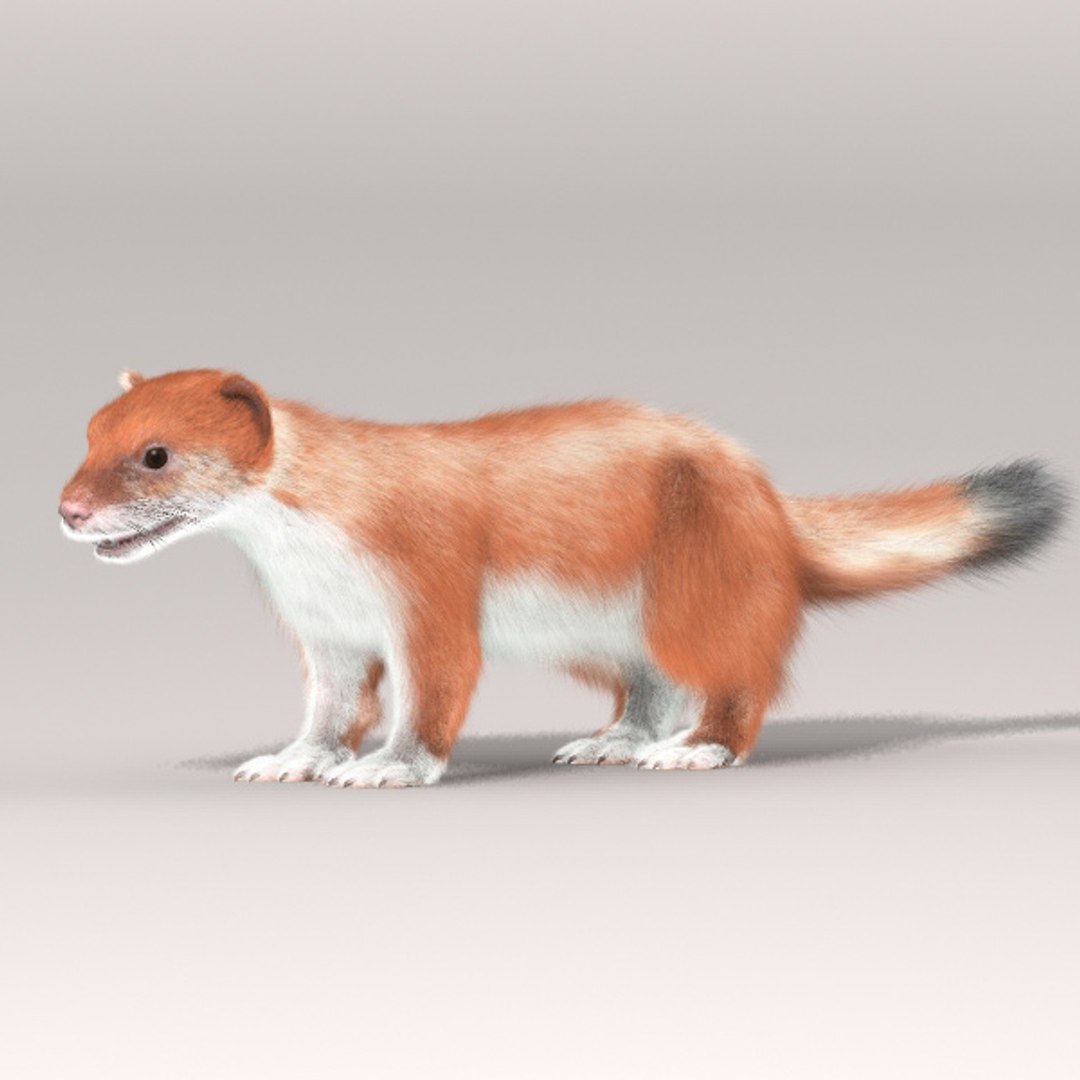White Ermine Red 3d Model