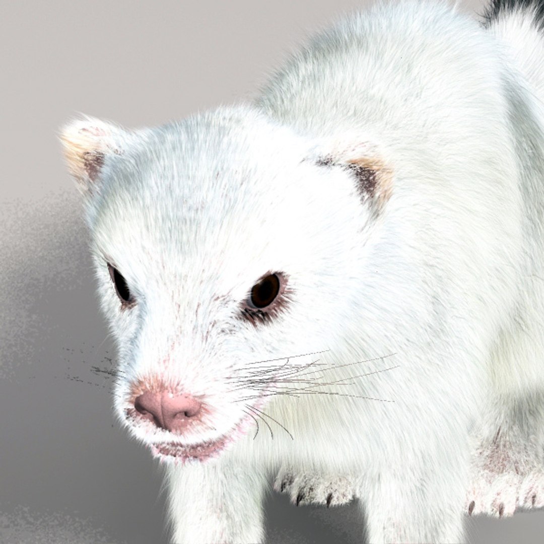 White Ermine Red 3d Model