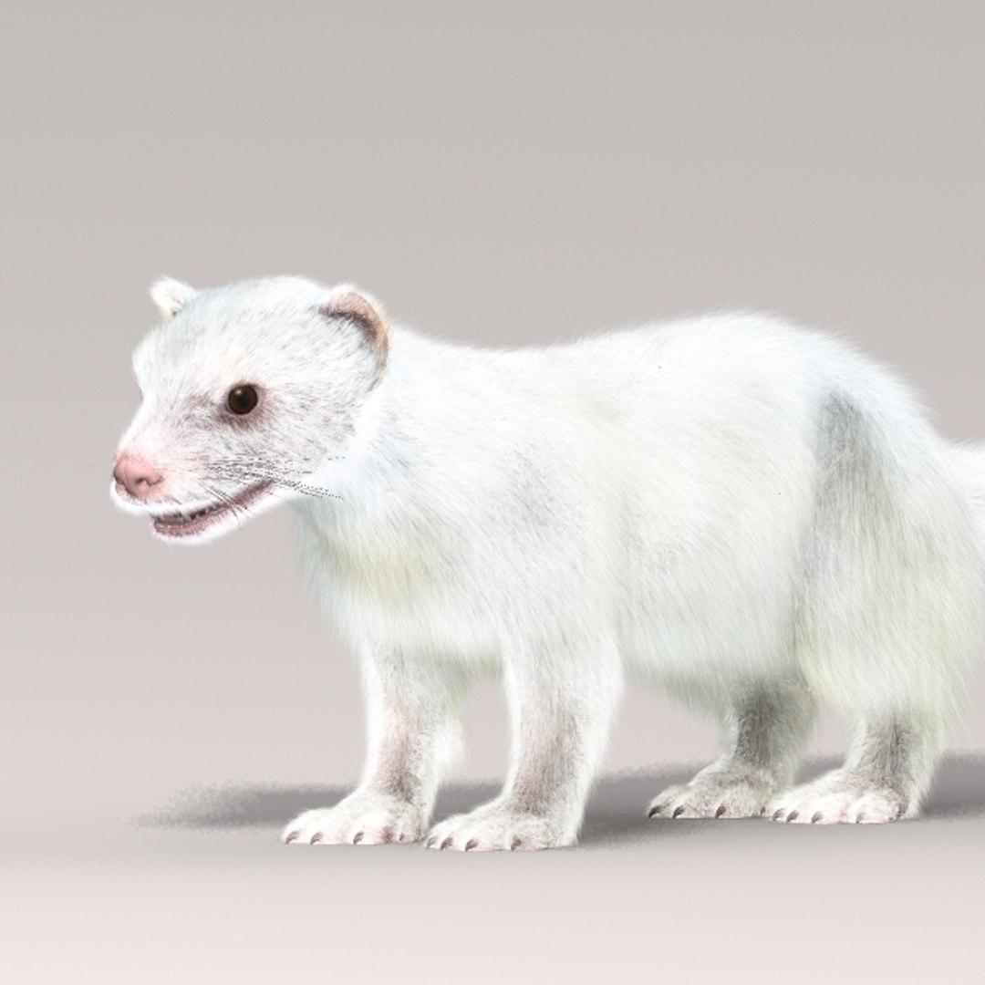 White Ermine Red 3d Model