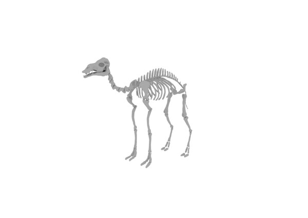Realistic Camel with Skeleton and Muscle 3D model - TurboSquid 1789891
