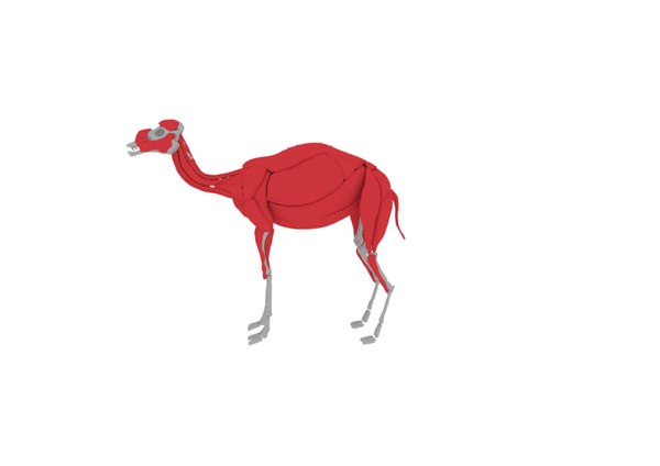 Realistic Camel with Skeleton and Muscle 3D model - TurboSquid 1789891