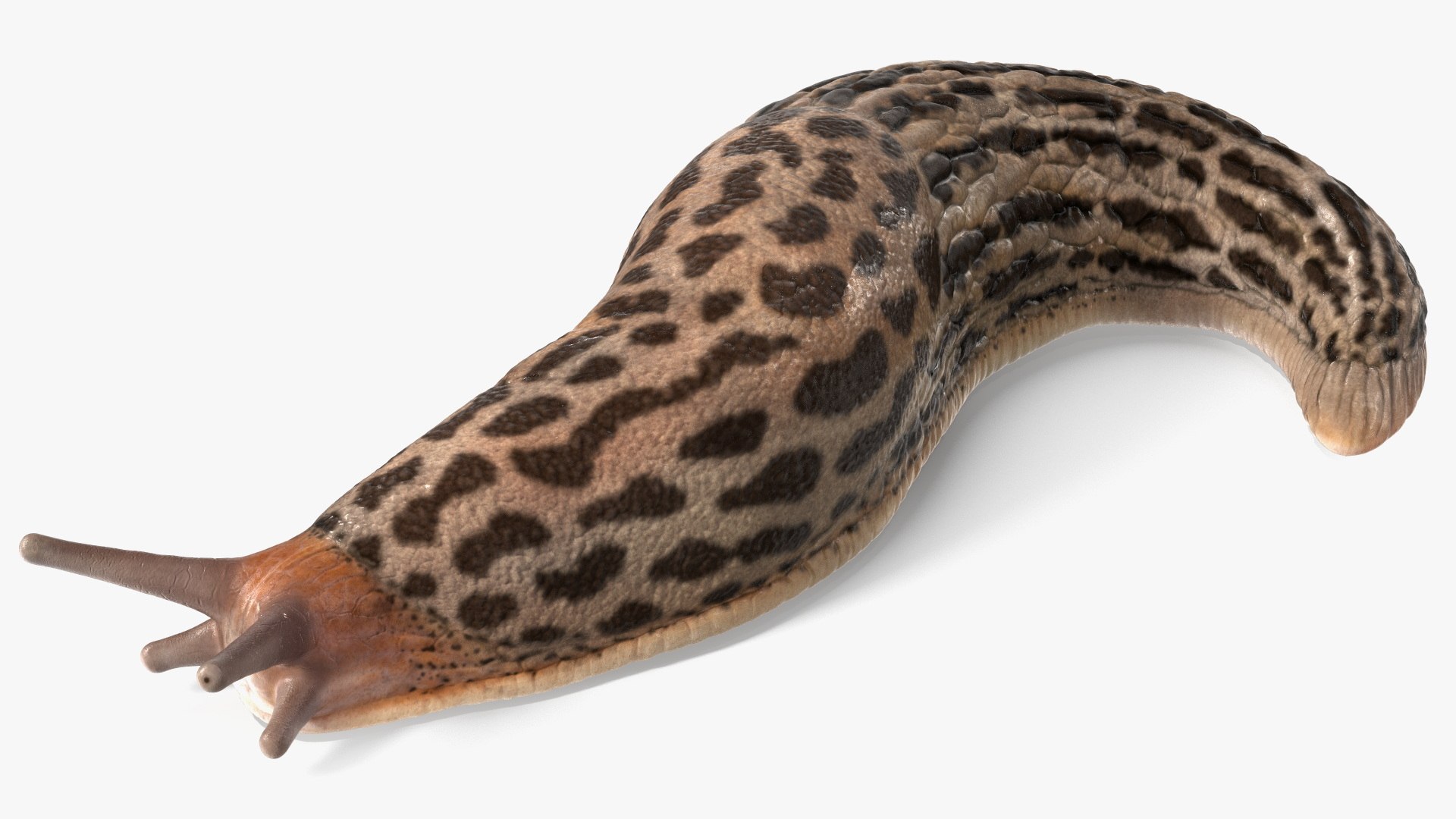 Slug Limax Maximums Crawling 3D - TurboSquid 2013447