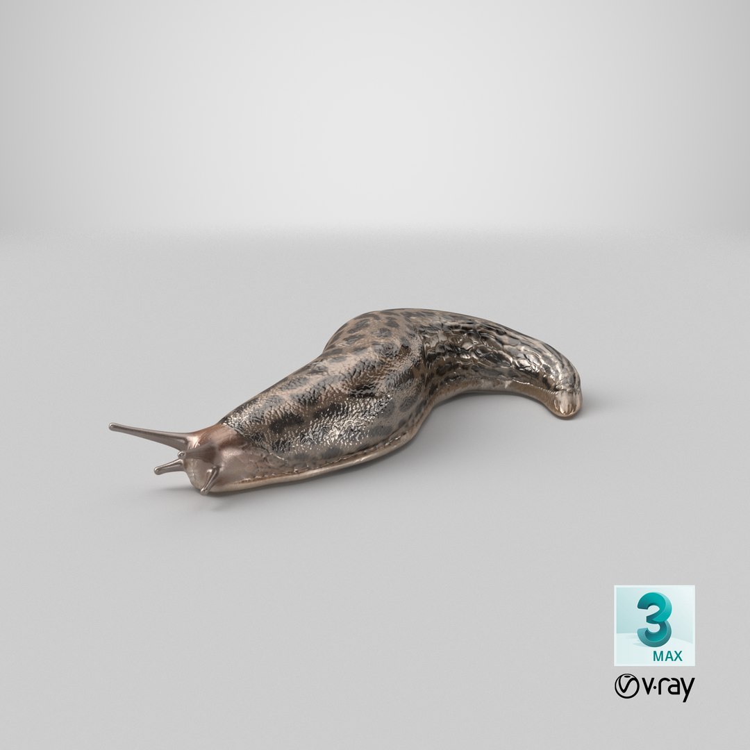 Slug Limax Maximums Crawling 3D - TurboSquid 2013447
