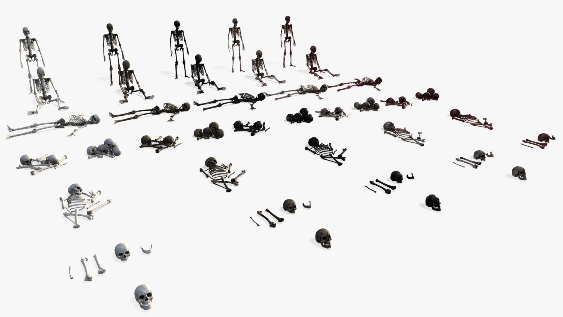 Human Bones Asset 3D model - TurboSquid 1764122