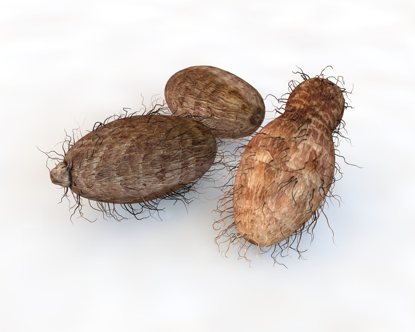 Taro 3D Model - TurboSquid 1544484