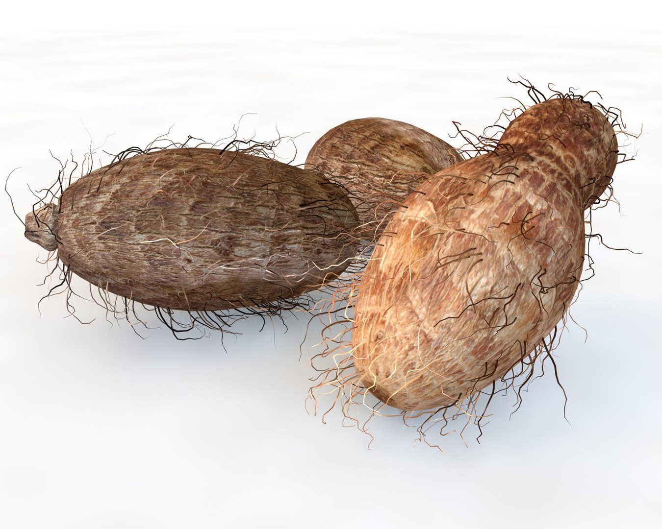 Taro 3D Model - TurboSquid 1544484