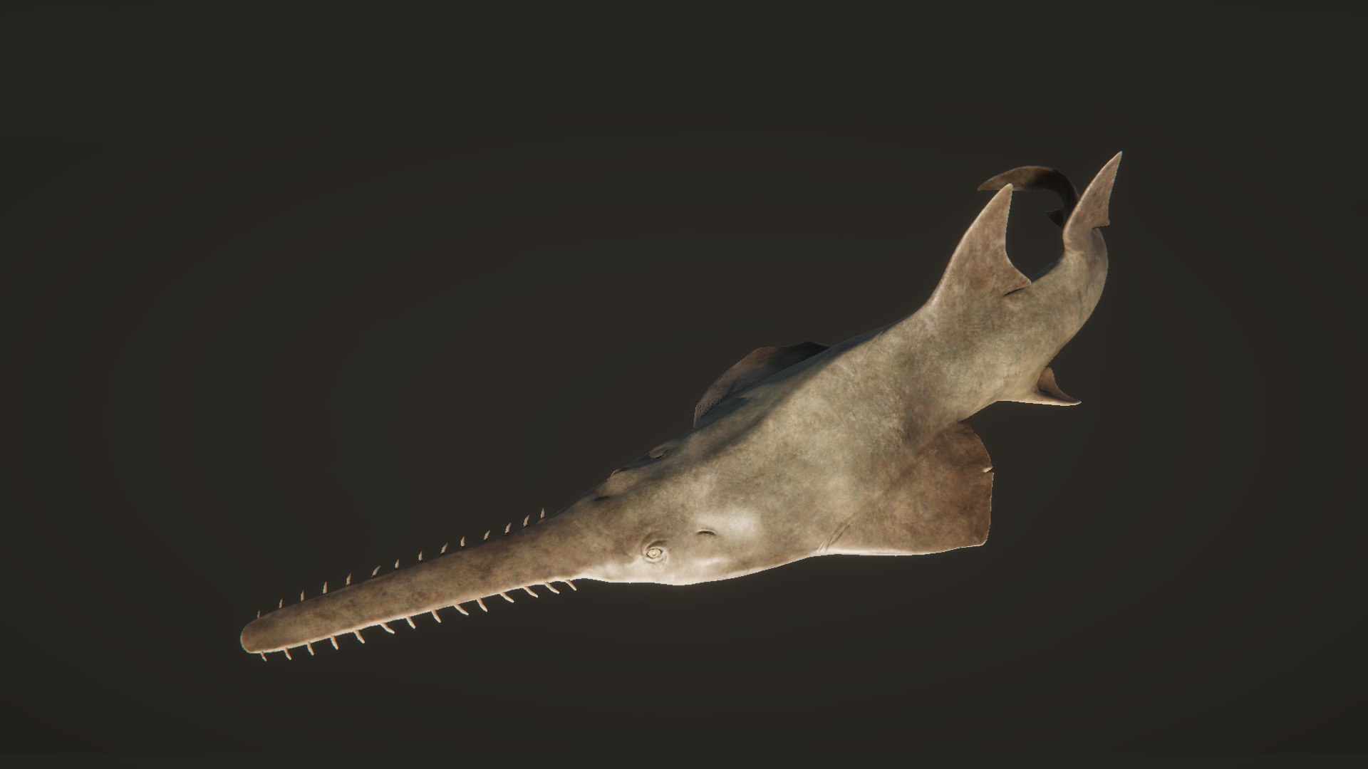 Sawfish 3D model - TurboSquid 1839737