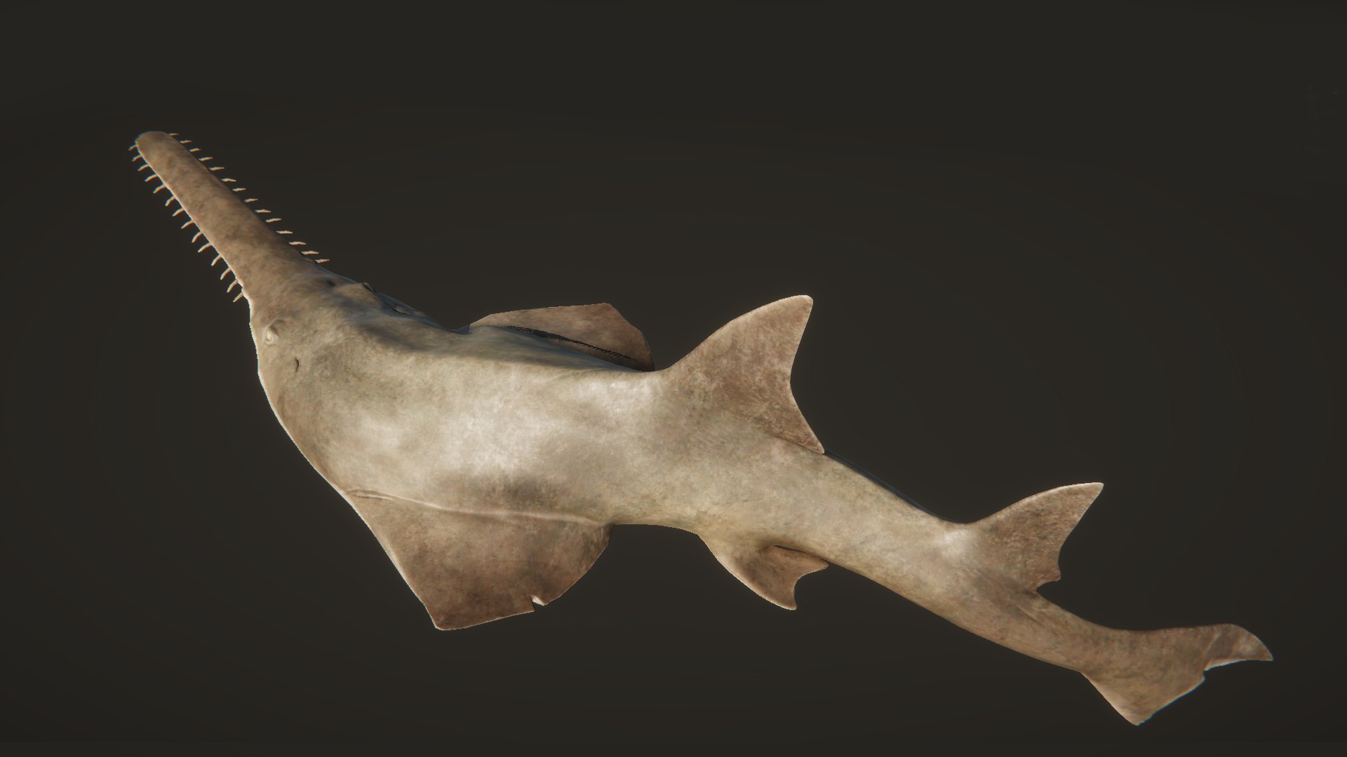 Sawfish 3D model - TurboSquid 1839737