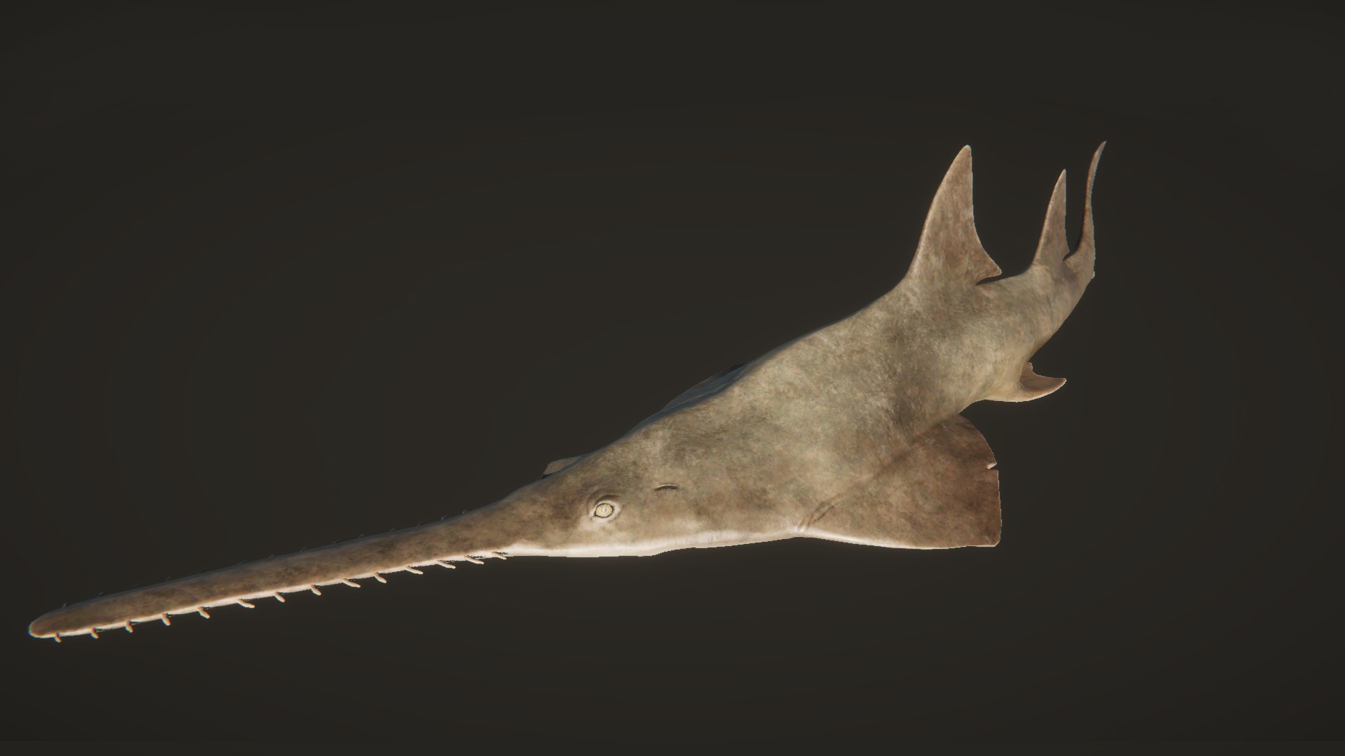 Sawfish 3D model - TurboSquid 1839737