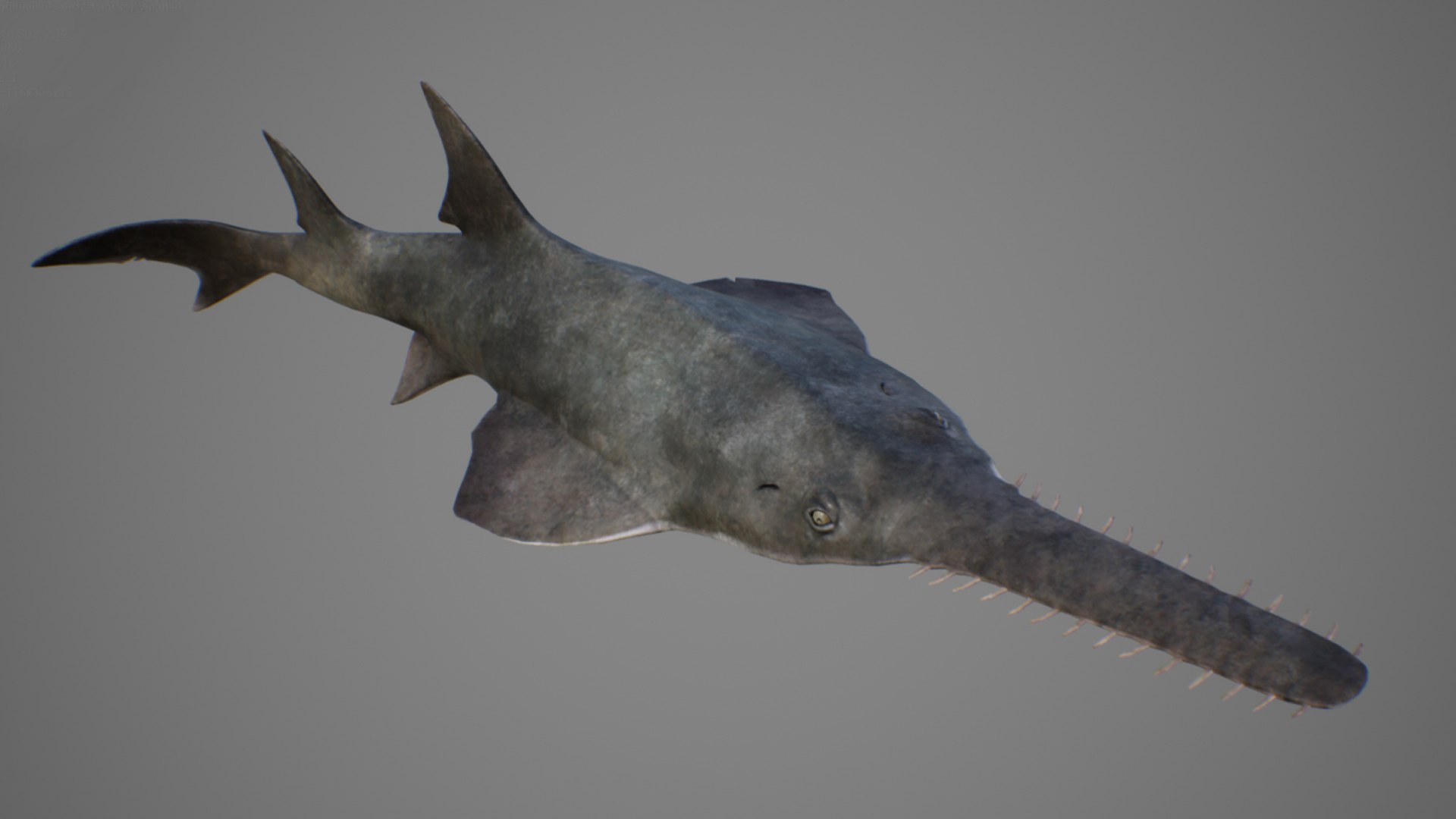 Sawfish 3D model - TurboSquid 1839737