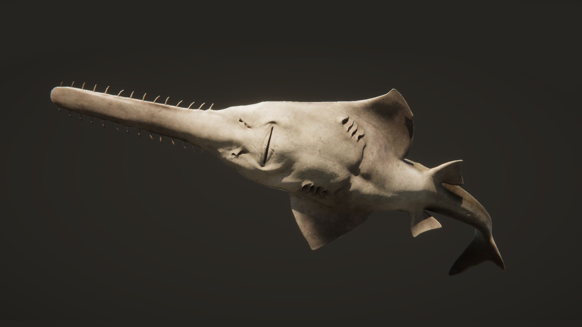 Sawfish 3D model - TurboSquid 1839737