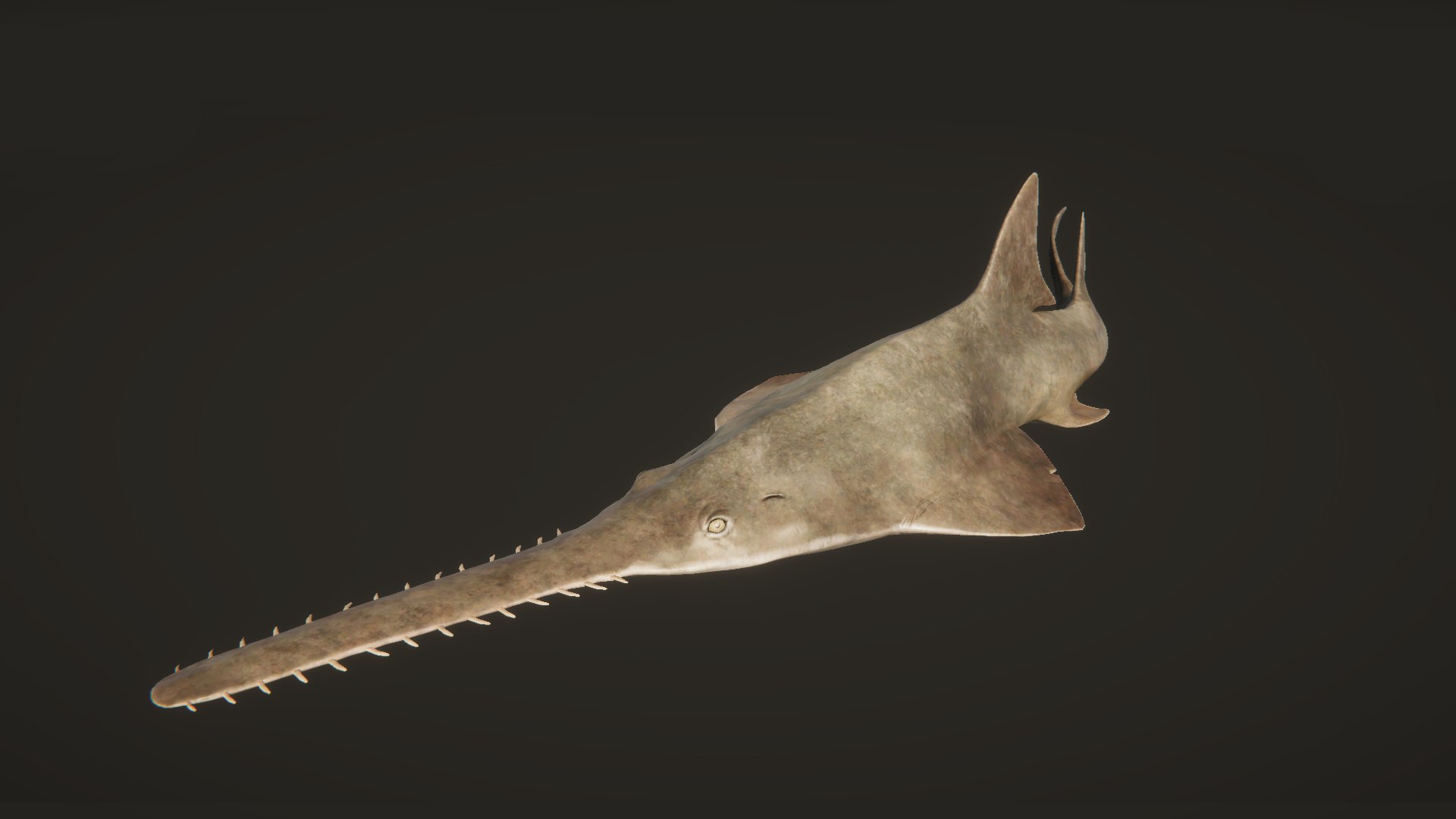 Sawfish 3D model - TurboSquid 1839737