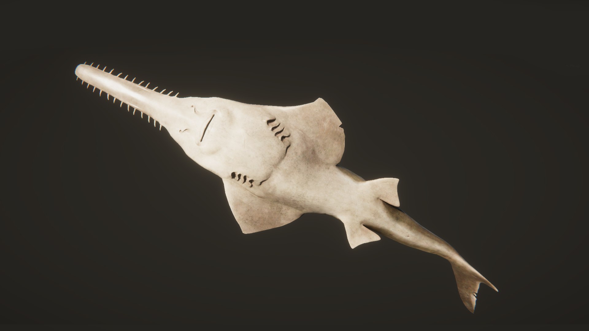 Sawfish 3D model - TurboSquid 1839737