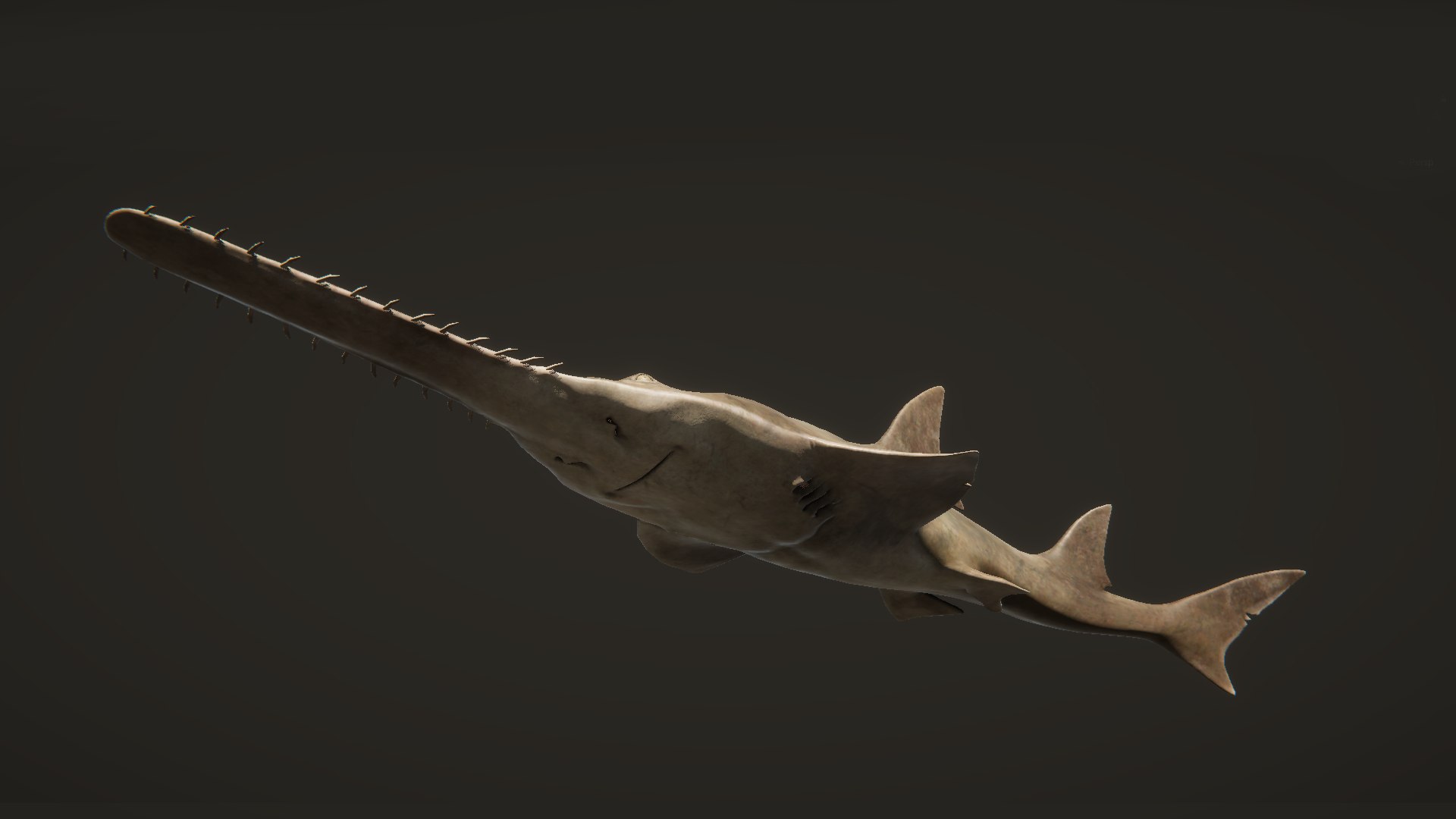 Sawfish 3D model - TurboSquid 1839737