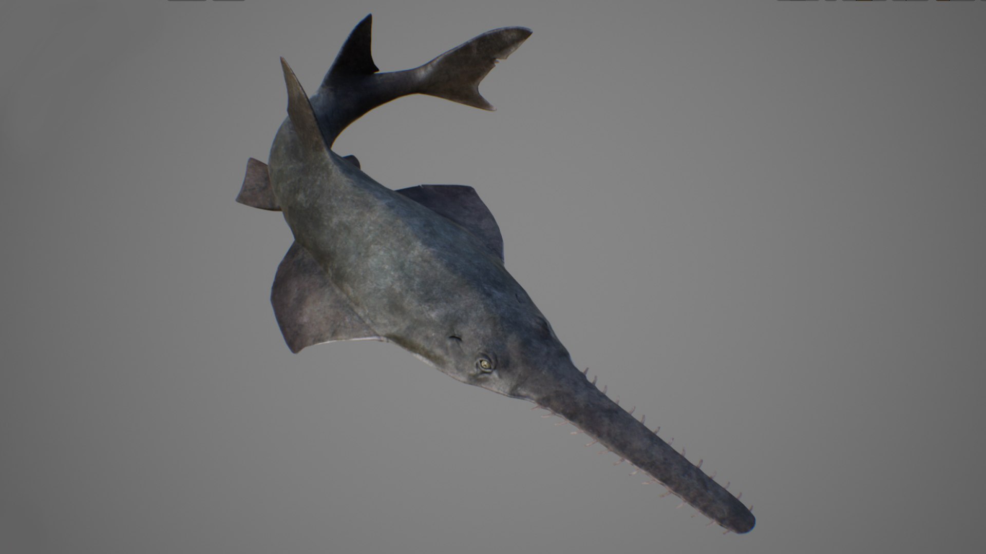 Sawfish 3D model - TurboSquid 1839737