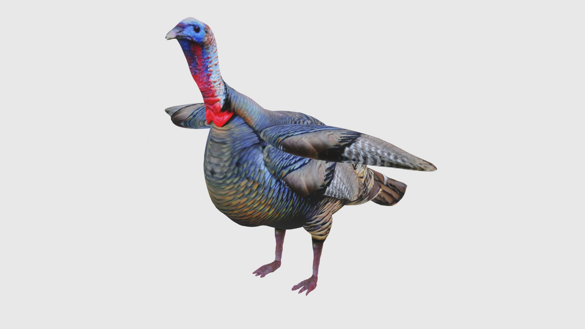 Low Poly Turkey Rigged With Realistic Texture 3D Model - TurboSquid 1876013