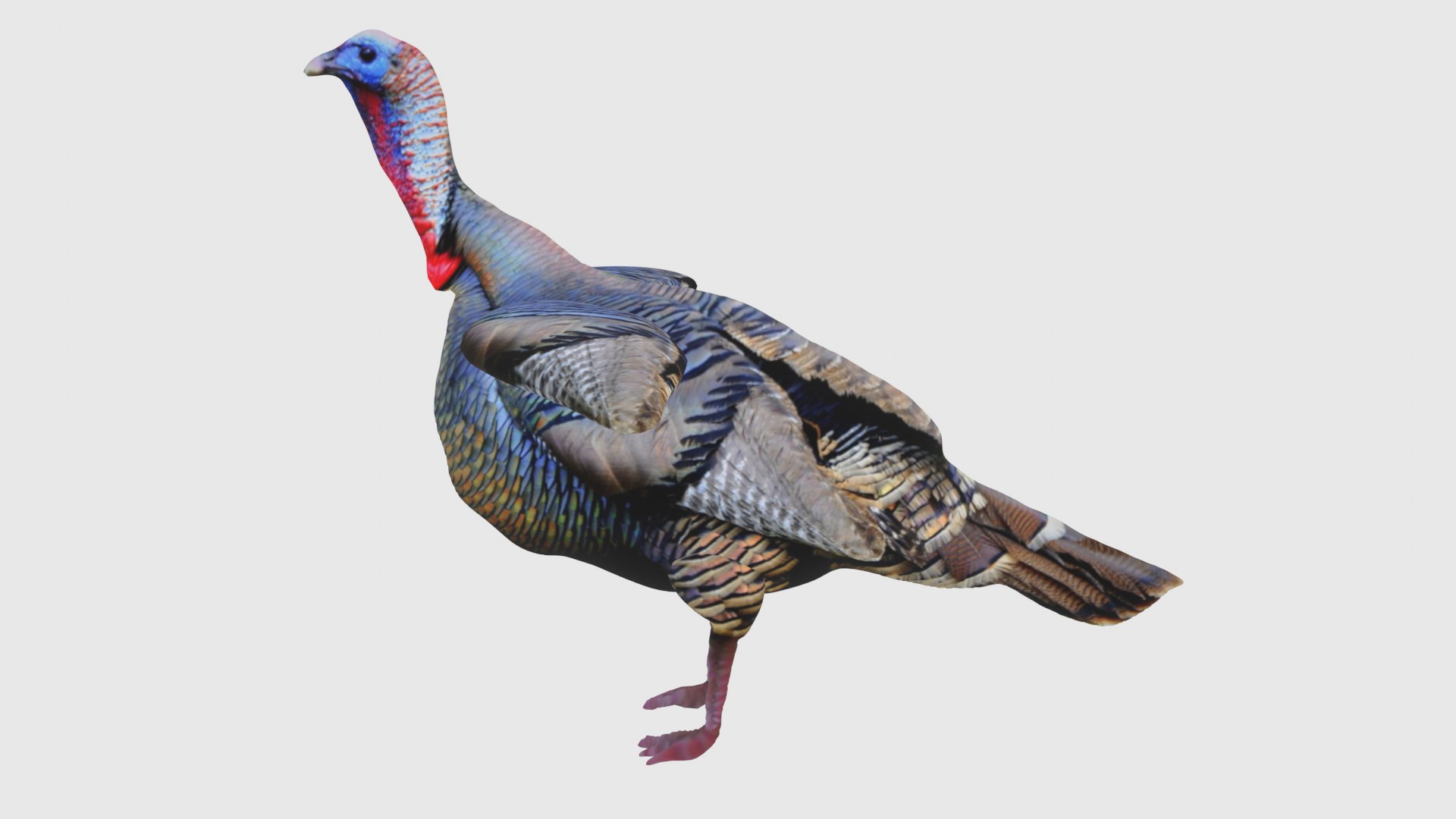 Low Poly Turkey Rigged With Realistic Texture 3D Model - TurboSquid 1876013