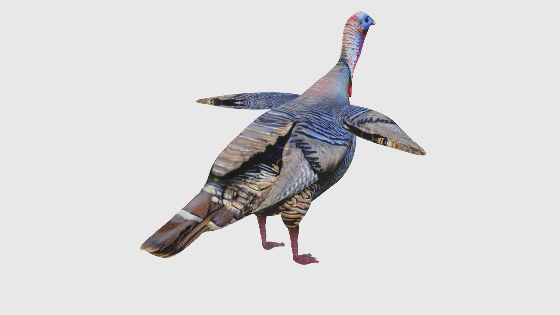 Low Poly Turkey Rigged With Realistic Texture 3D Model - TurboSquid 1876013