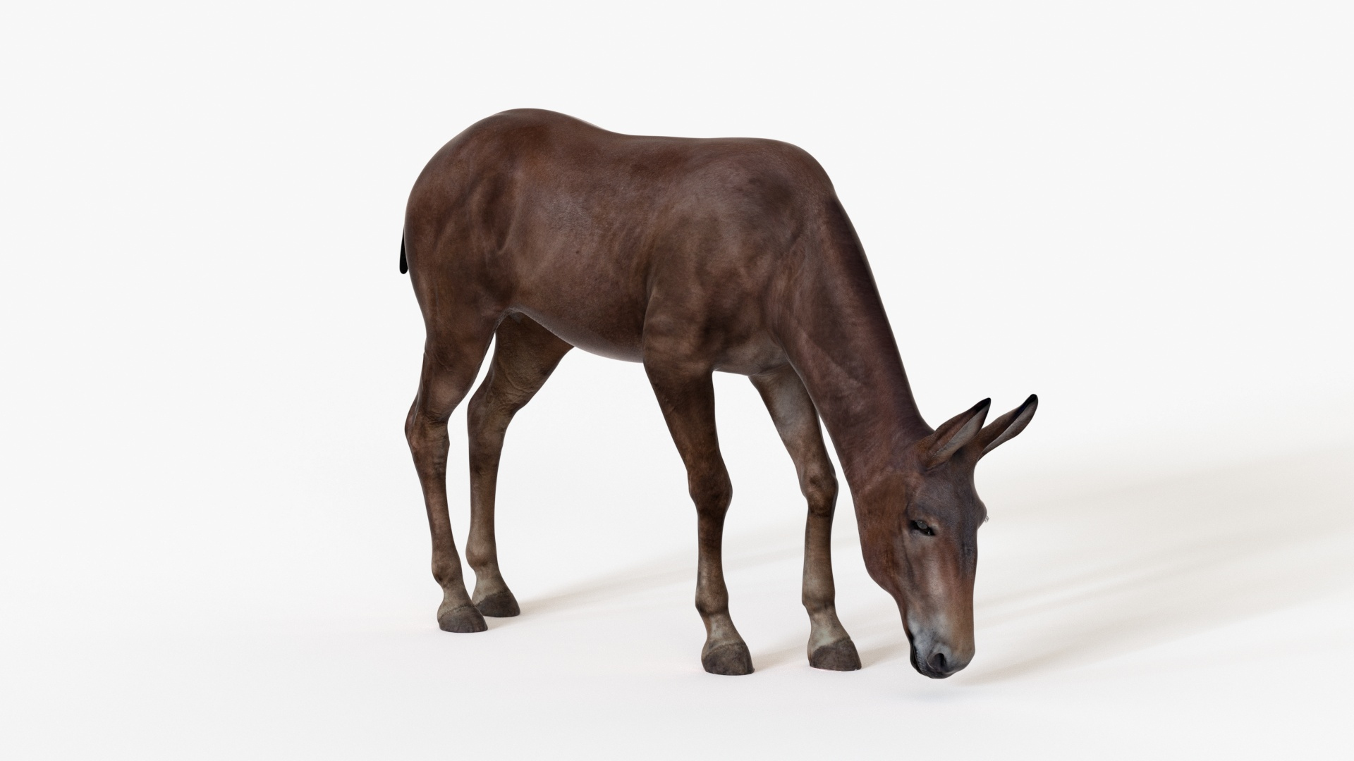 3D Eating Bay Mule Model - TurboSquid 2279912