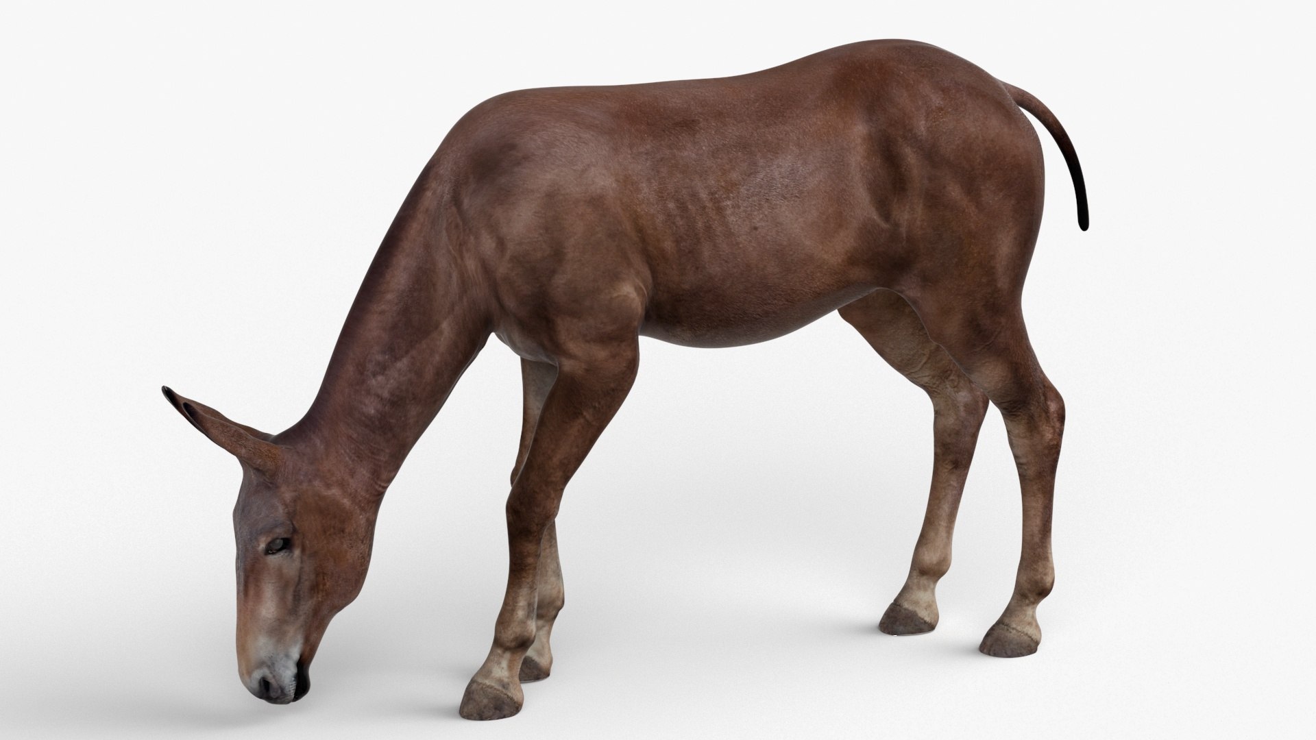 3D Eating Bay Mule Model - TurboSquid 2279912