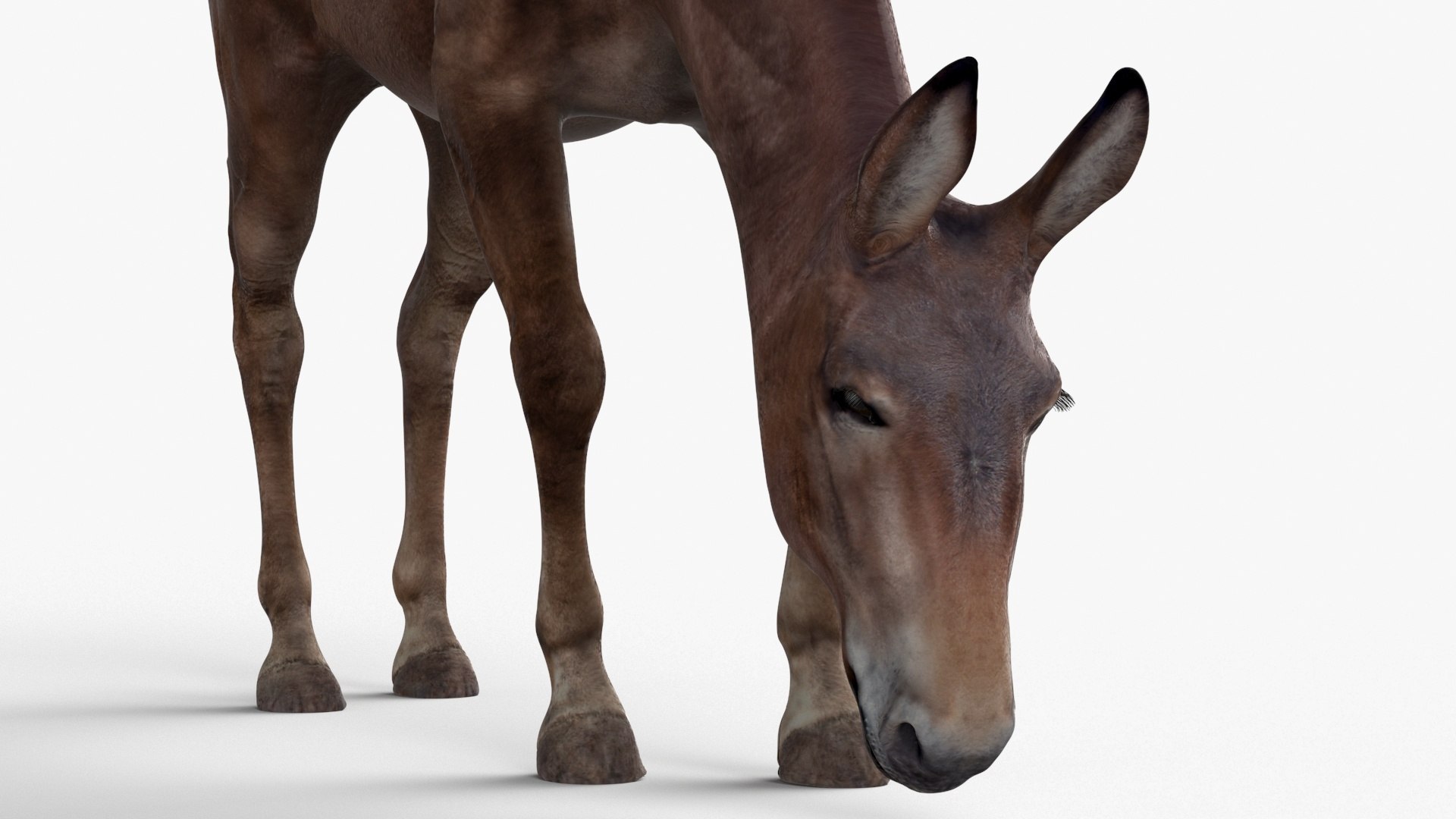 3D Eating Bay Mule Model - TurboSquid 2279912