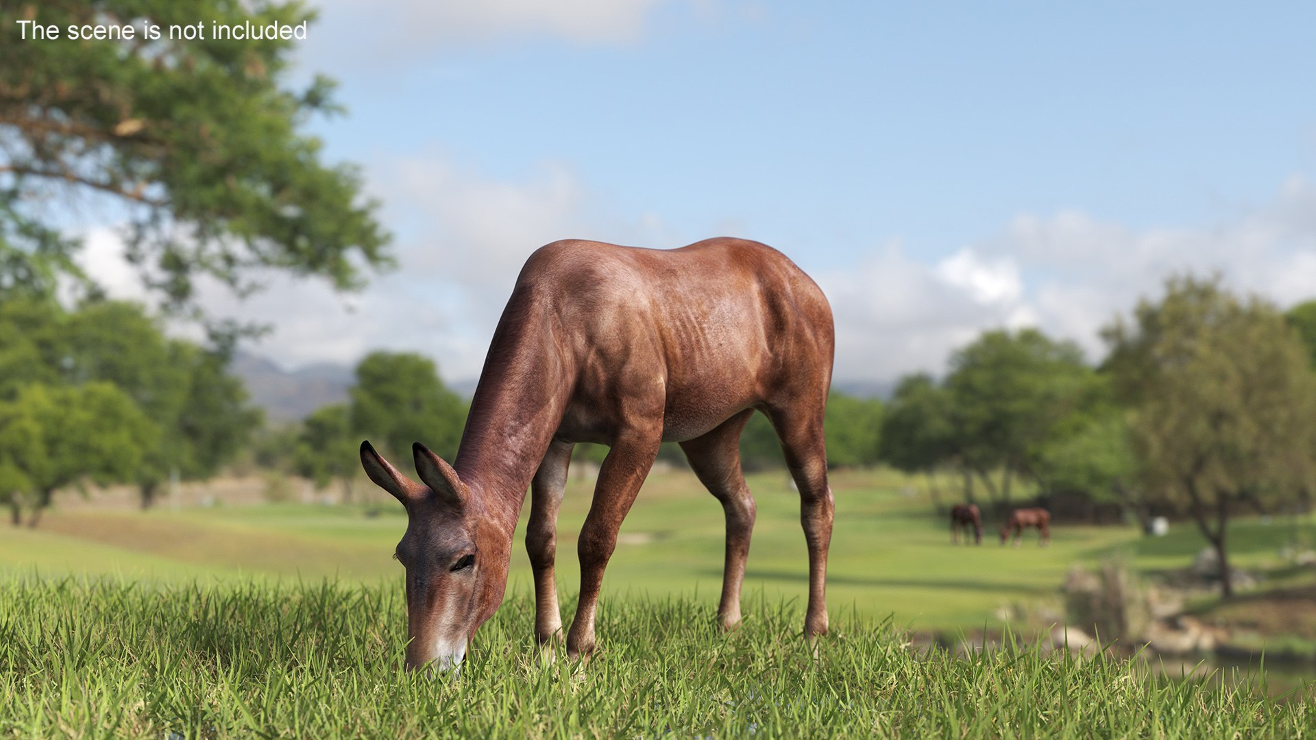 3D Eating Bay Mule Model - TurboSquid 2279912