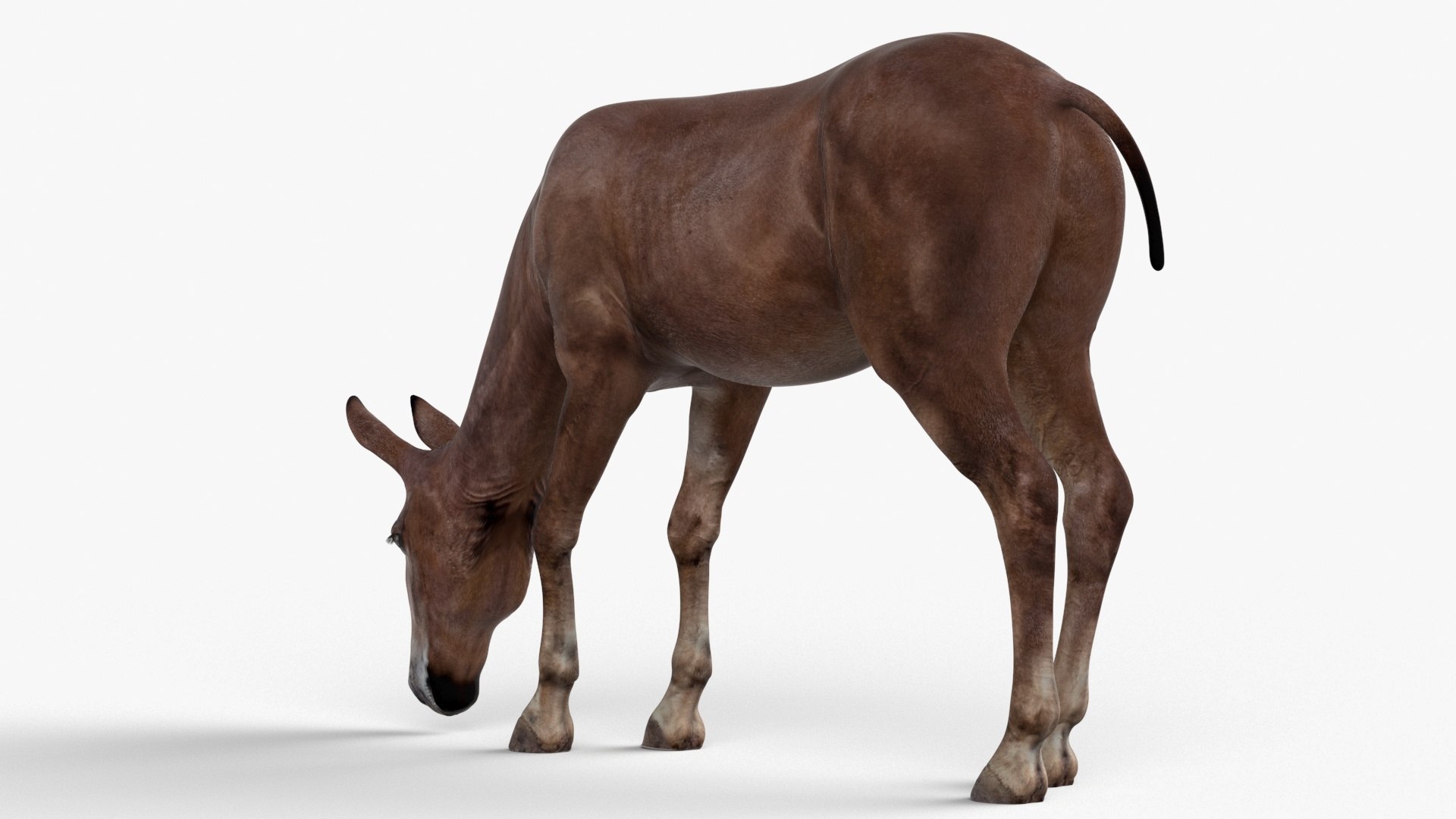 3D Eating Bay Mule Model - TurboSquid 2279912