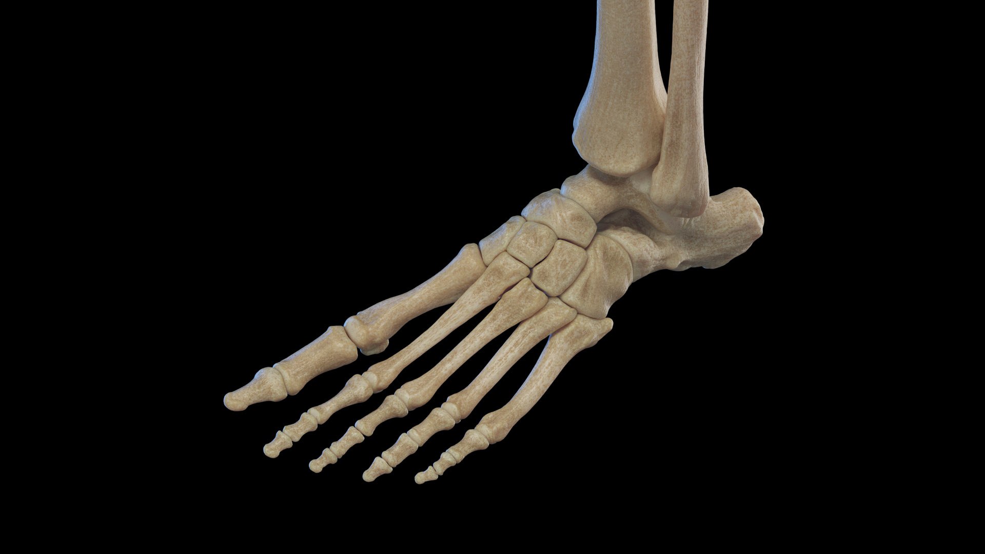 Human Female Skeleton Static 3D Model - TurboSquid 2058668