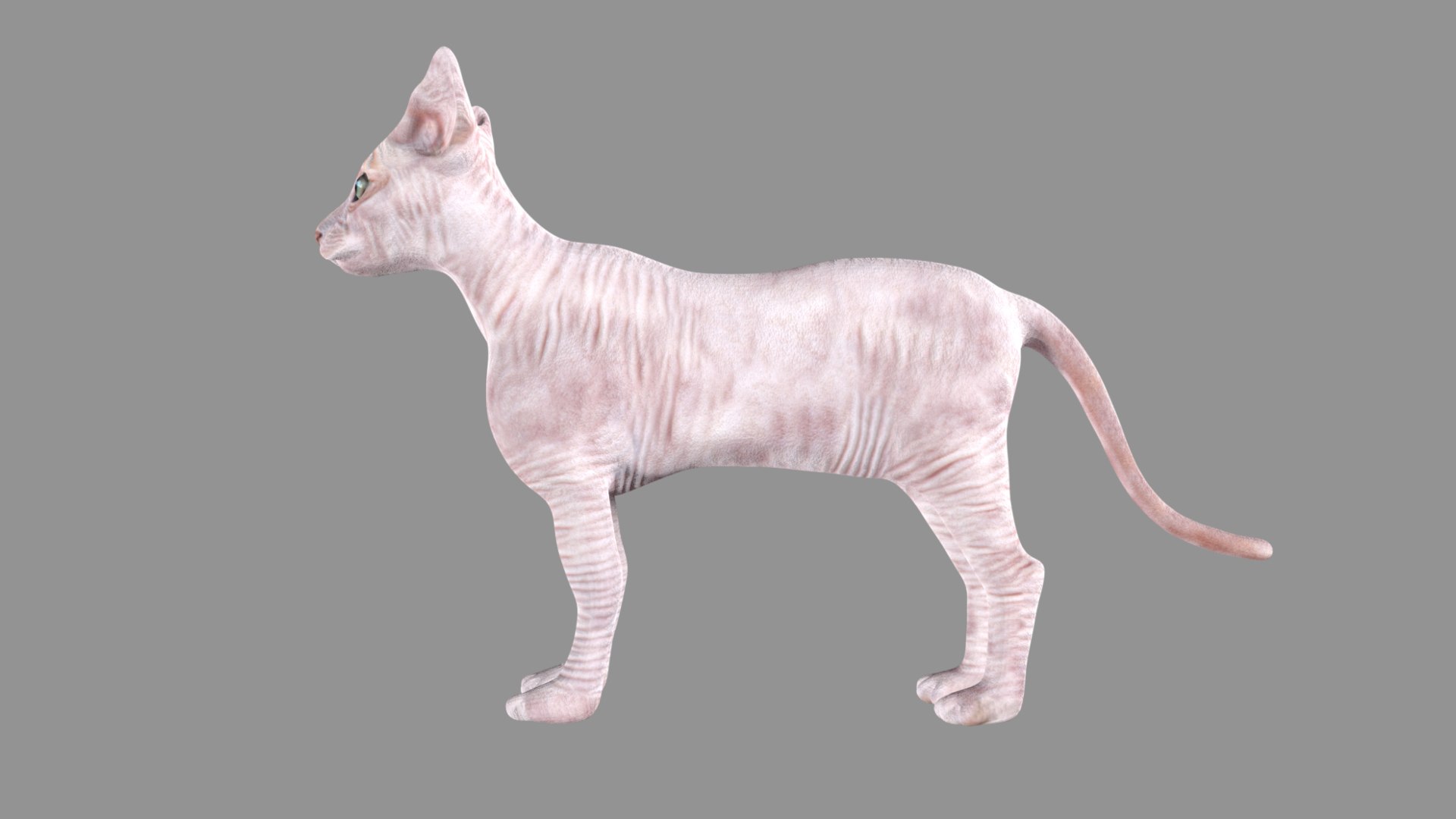 Fully rigged low poly Sphynx Cat 3D model - TurboSquid 1758197