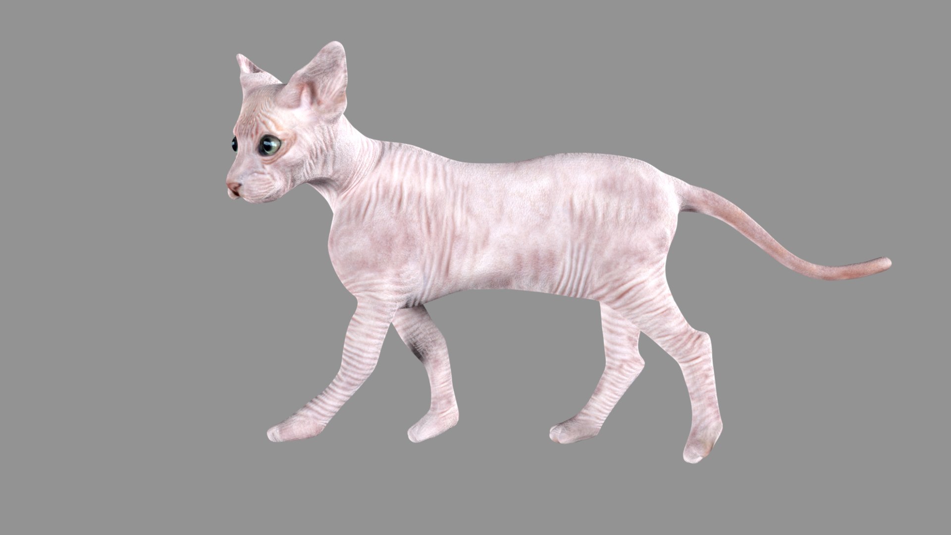 Fully rigged low poly Sphynx Cat 3D model - TurboSquid 1758197