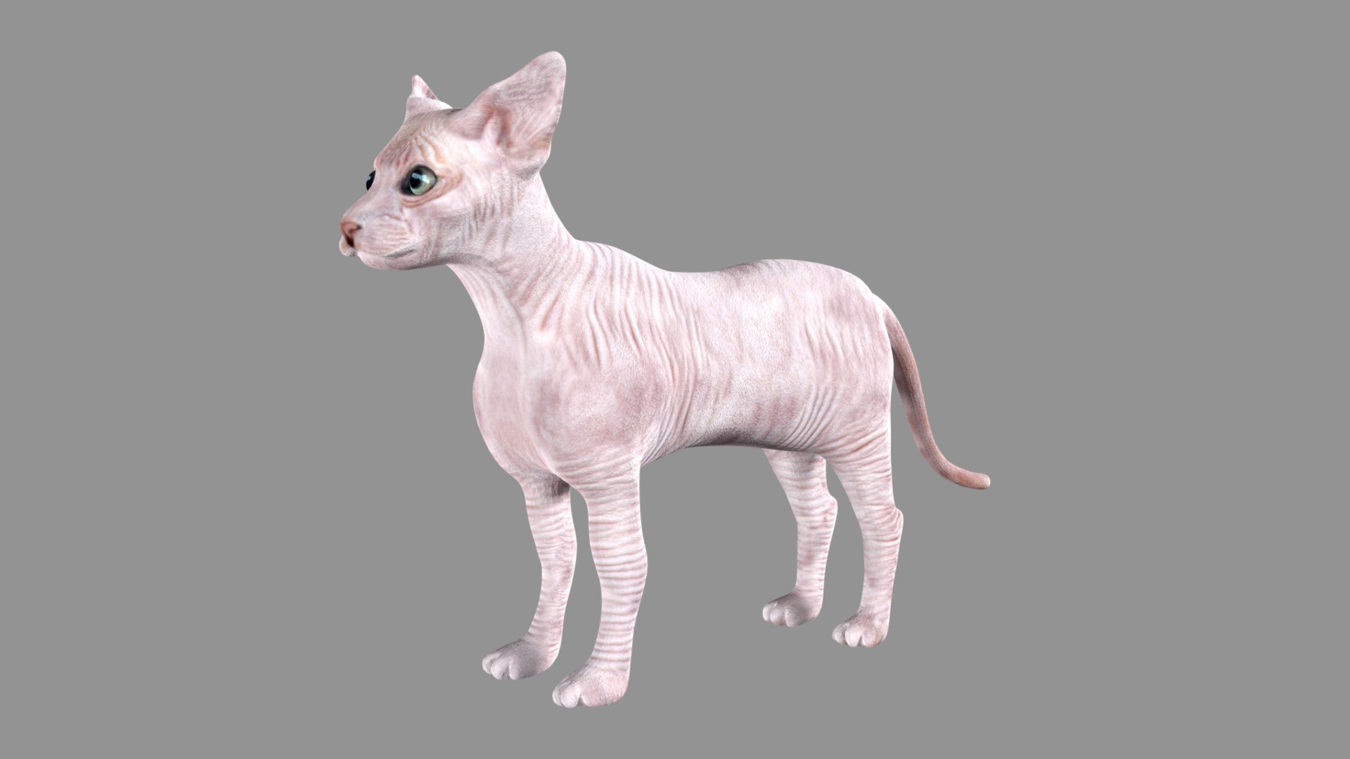 Fully rigged low poly Sphynx Cat 3D model - TurboSquid 1758197