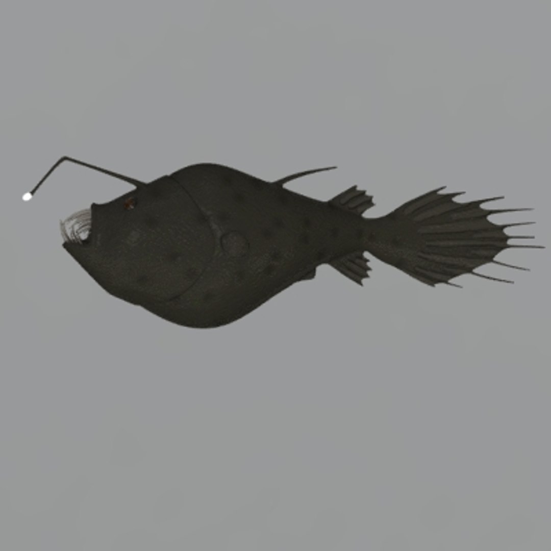 3d Humpback Anglerfish Fish