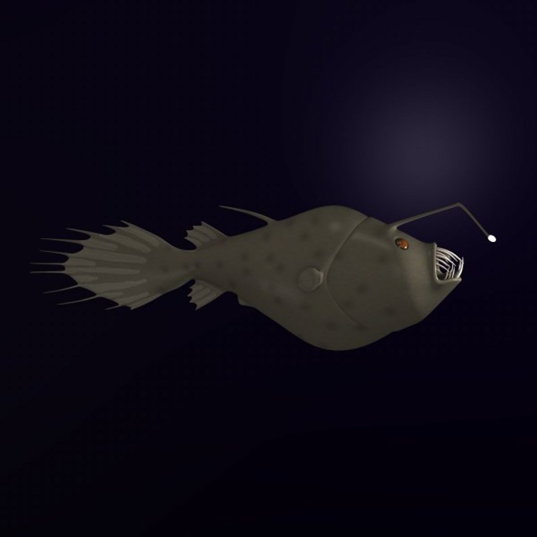 3d Humpback Anglerfish Fish