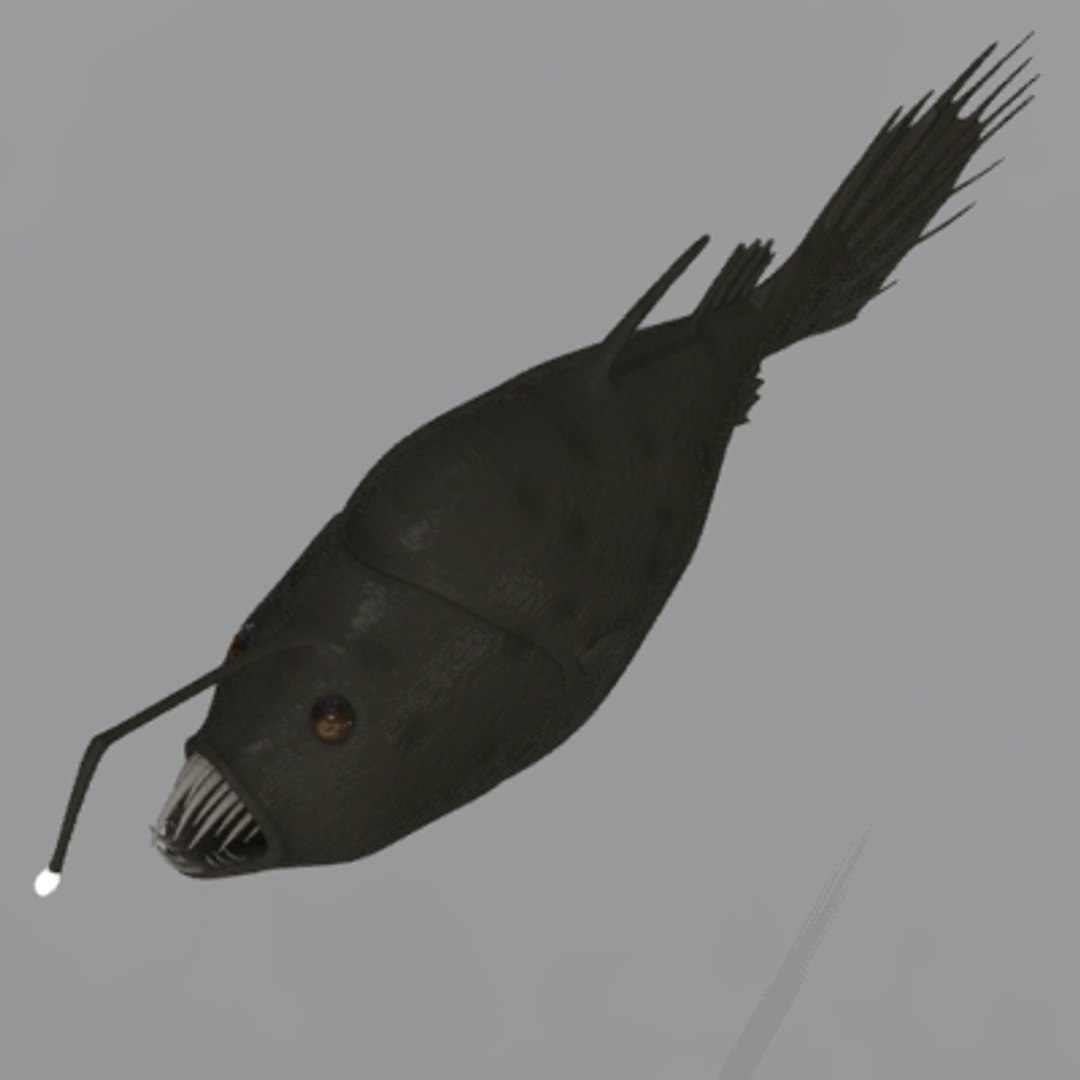 3d Humpback Anglerfish Fish