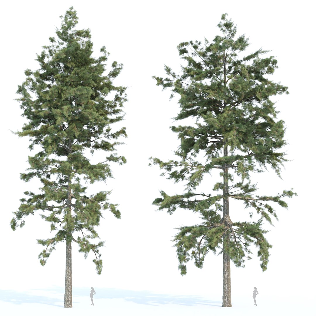 3D Conifer Trees Vol 92 - TurboSquid 1963713