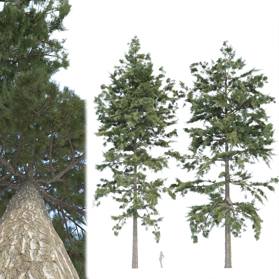 3D Conifer Trees Vol 92 - TurboSquid 1963713