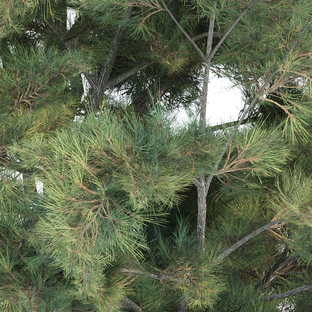 3D Conifer Trees Vol 92 - TurboSquid 1963713