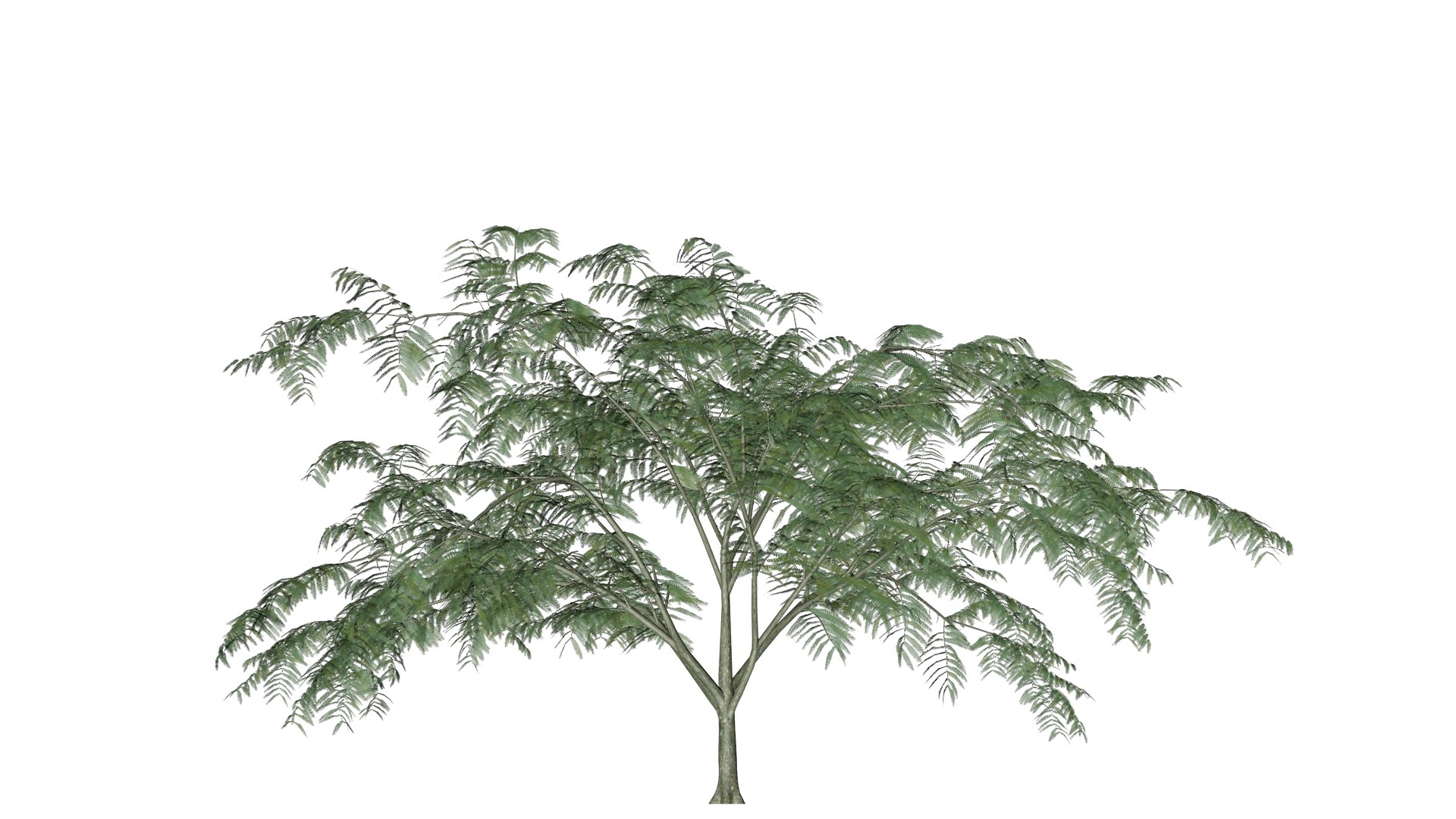 3D Mimosa Tree - 04 - Model - TurboSquid 2377171