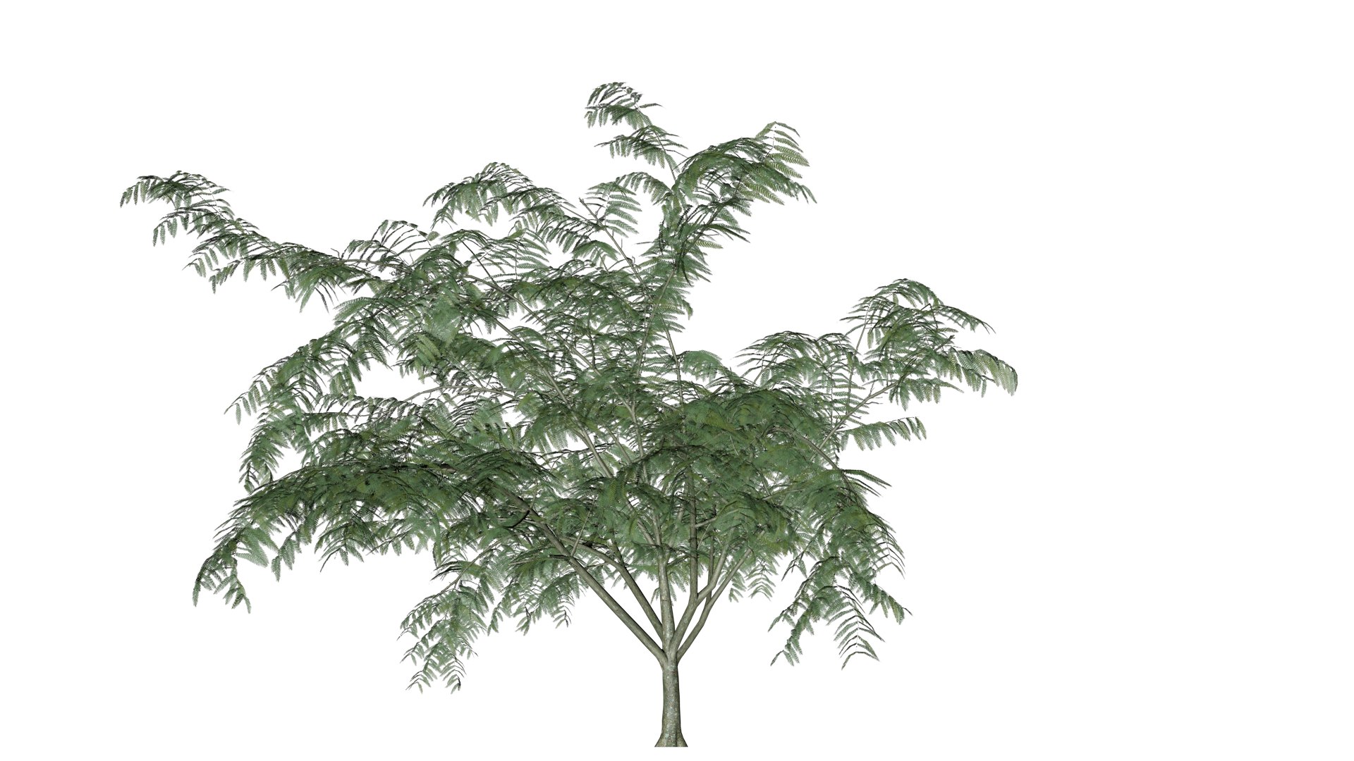 3D Mimosa Tree - 04 - Model - TurboSquid 2377171
