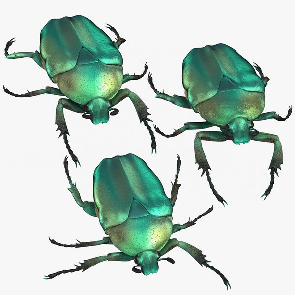 3d model scarab beetle