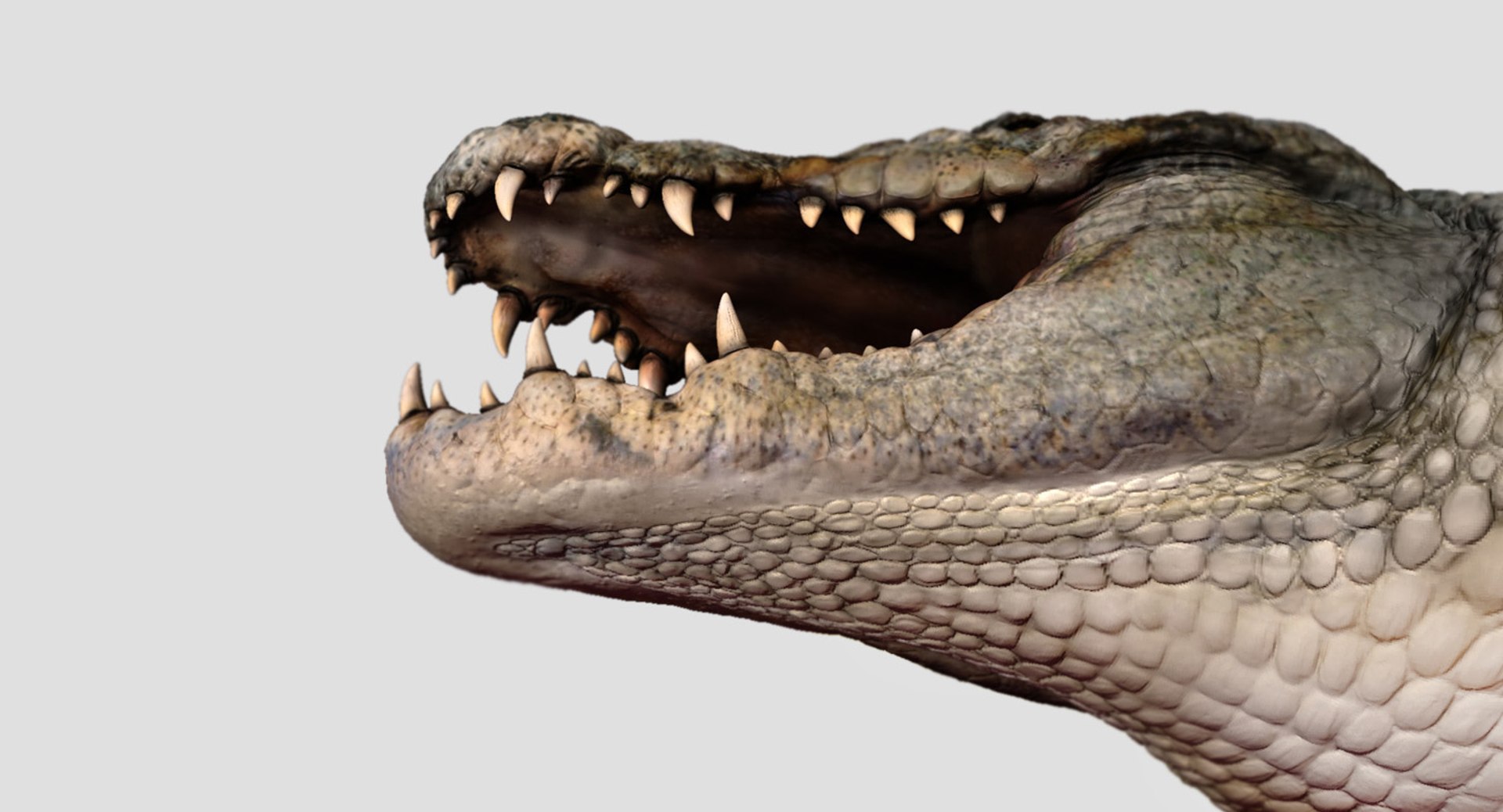 3D crocodile model - TurboSquid 1461822