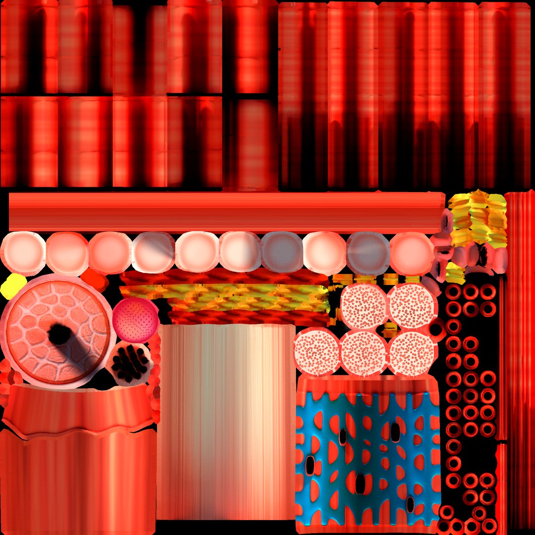 Muscle Fibre Human Anatomy 3D Model - TurboSquid 1355988