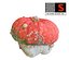 3d Model Magic Mushroom Pumpkin