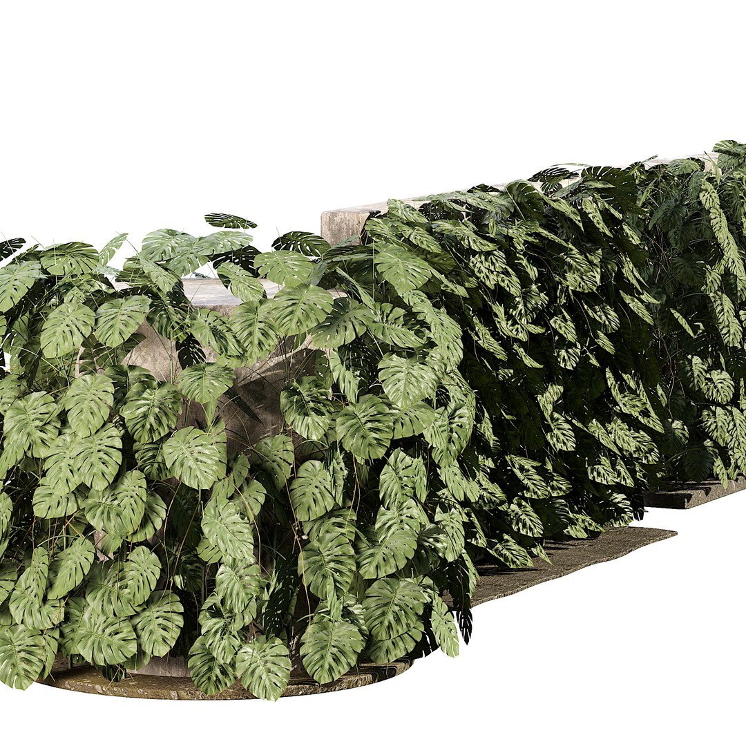 3D Model 3D Model Of A Living Wall With Swiss Cheese Plants ...