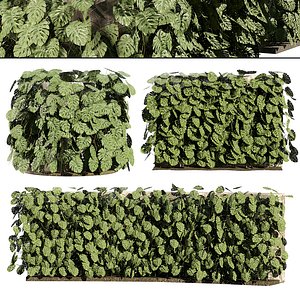 3D Swiss Cheese Plant Models - Browse & Download Formats - TurboSquid