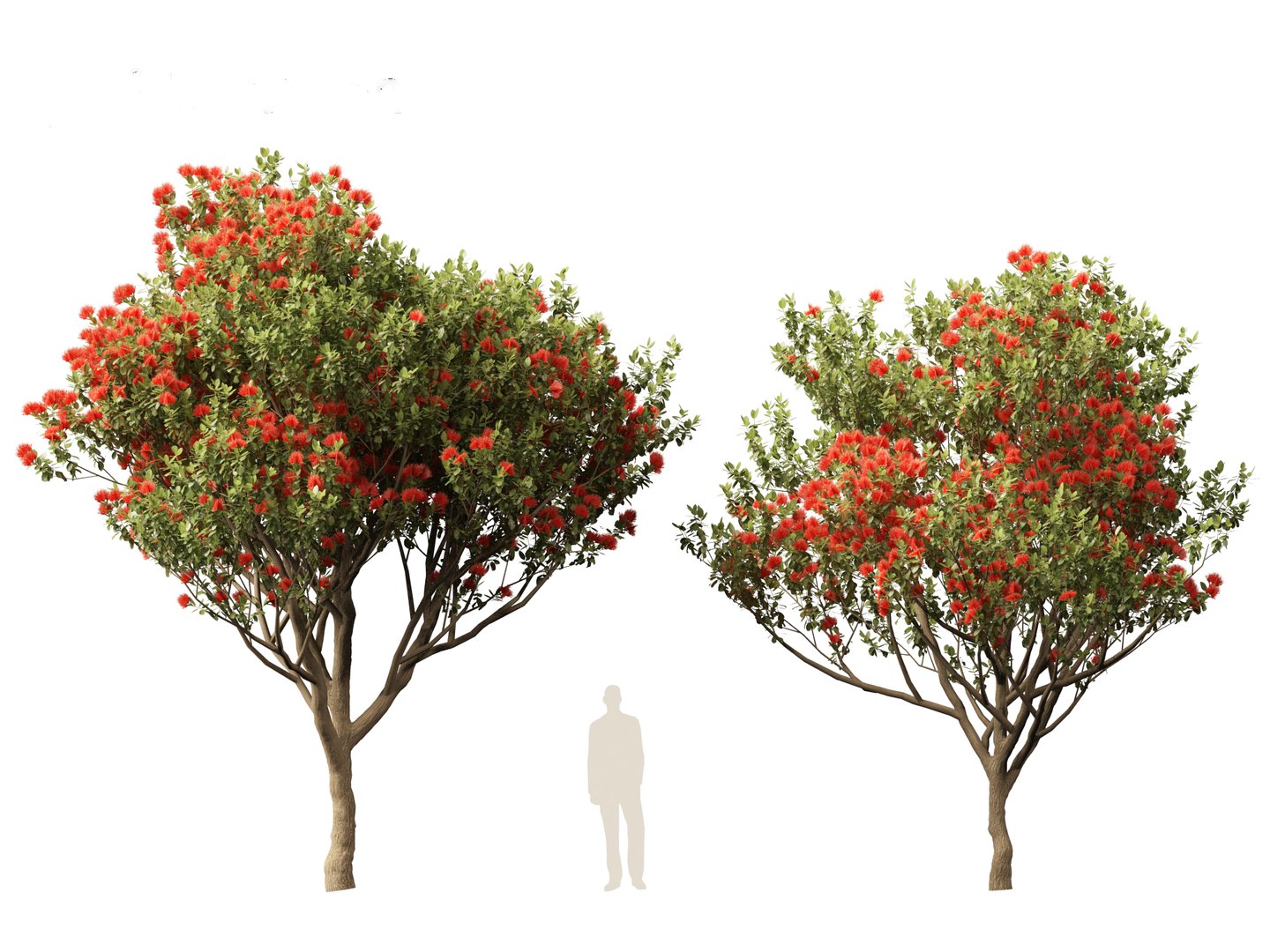 3D Metrosideros Excelsa - New Zealand Christmas Tree - TurboSquid 2178366