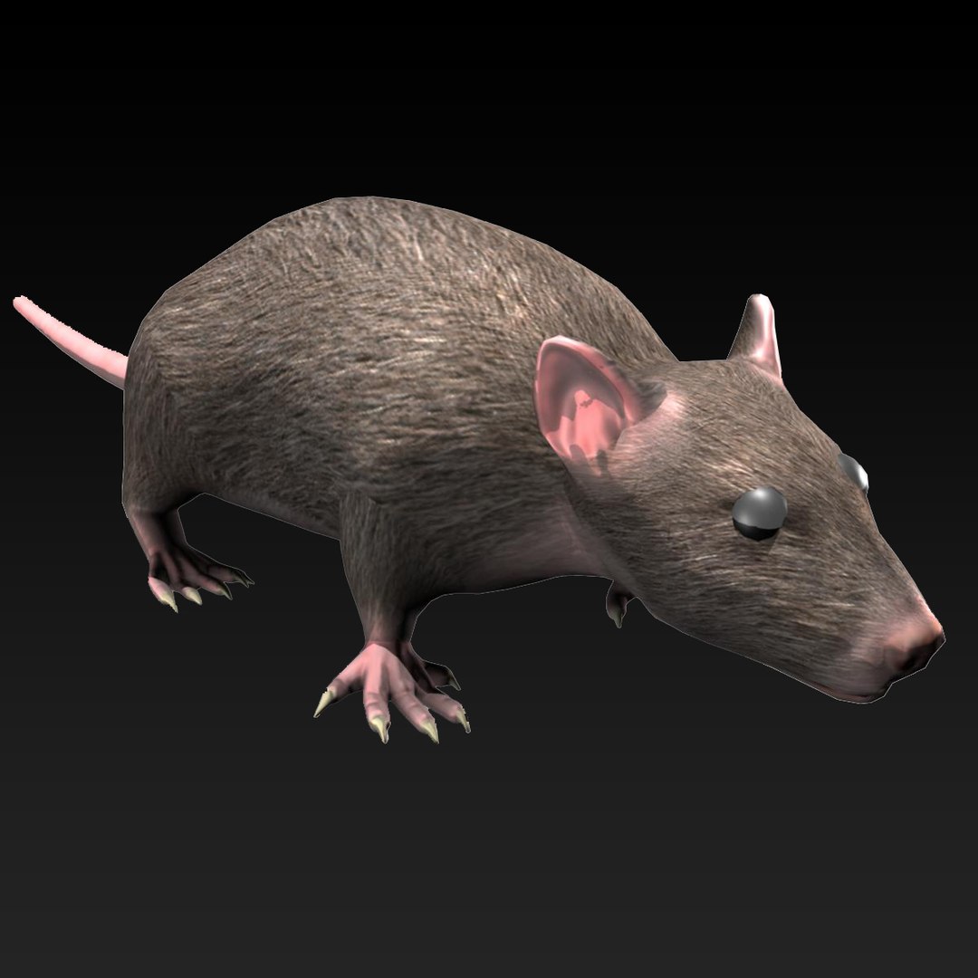 3d Model Rat Rigged Animation