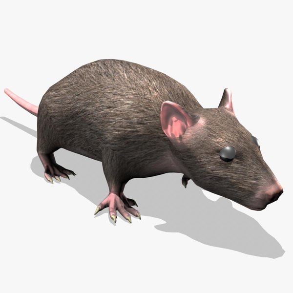 modelo 3d Rata - TurboSquid 917685