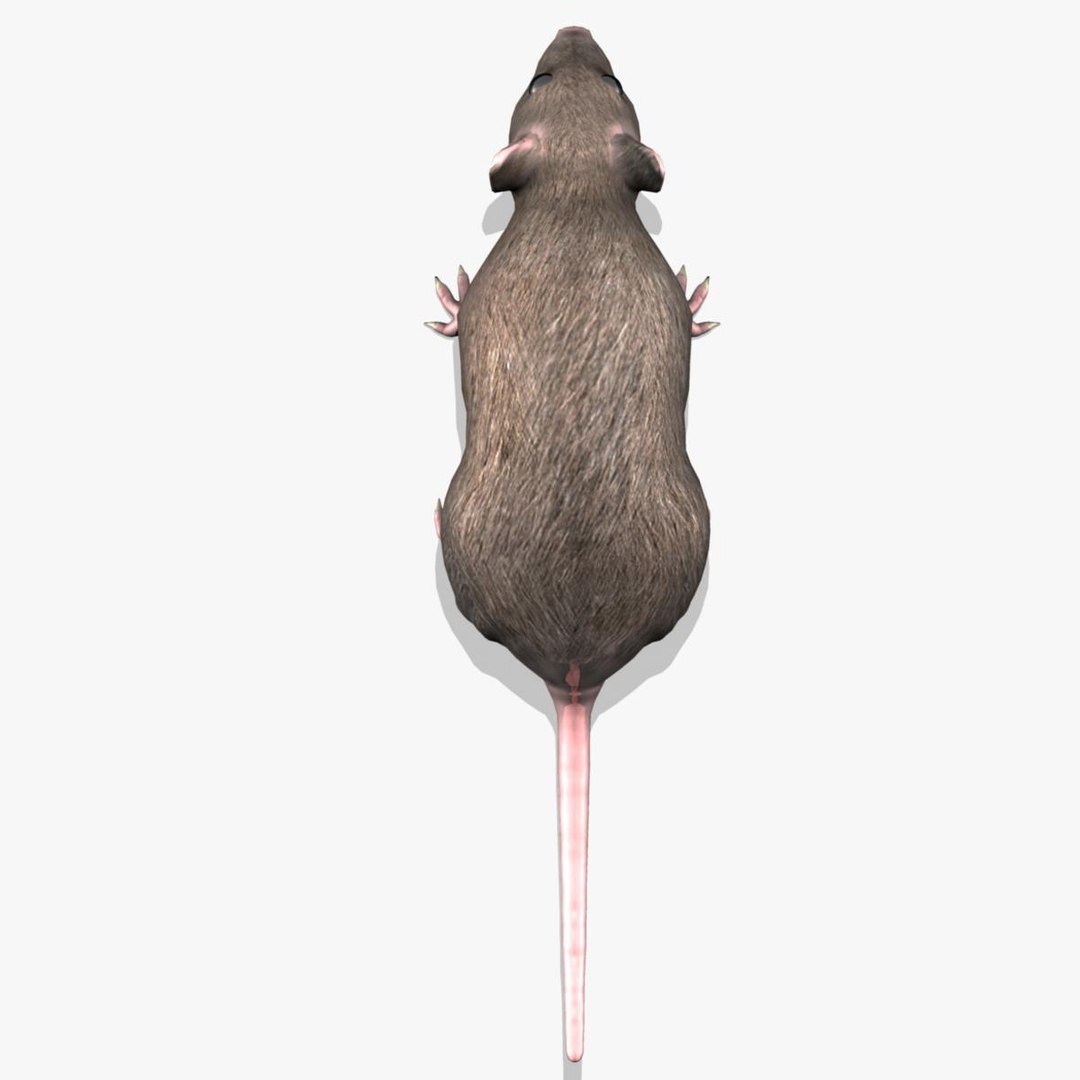 3d Model Rat Rigged Animation
