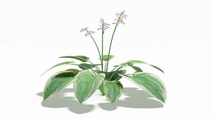 Hosta 3D Models for Download | TurboSquid